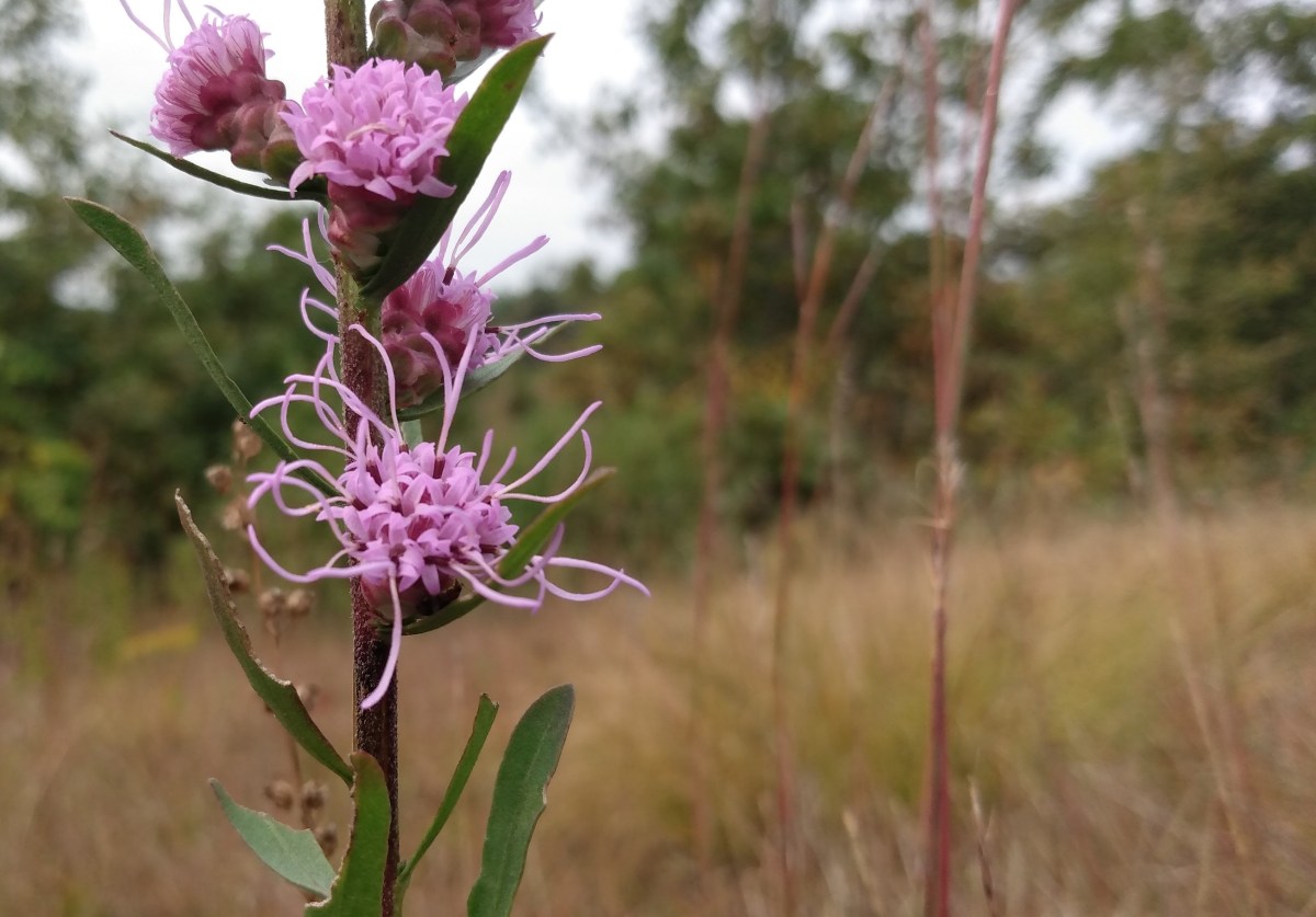 New Poem in Amethyst Review | Jacob Riyeff