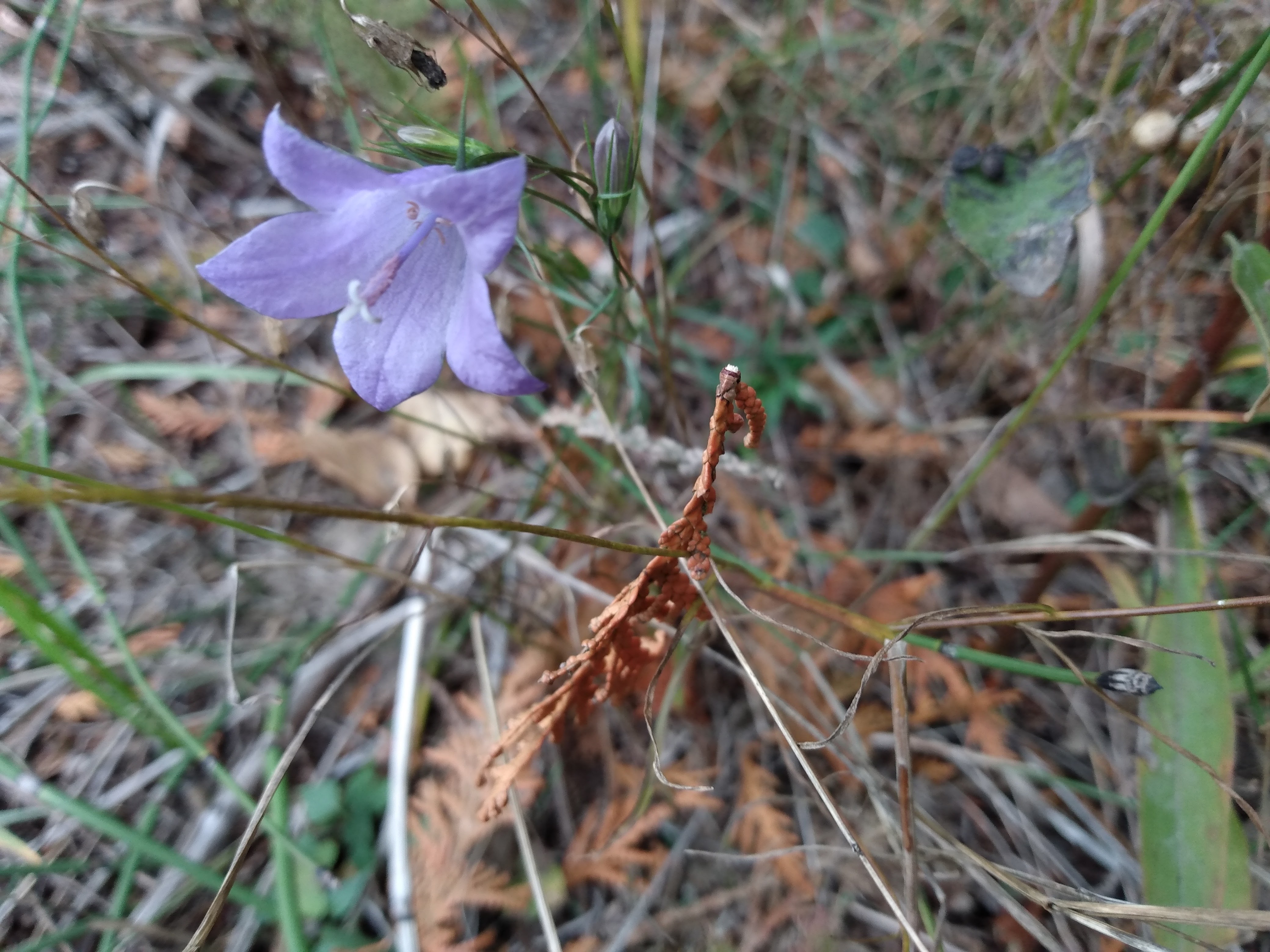 state natural area poems #19: bailey’s harbor boreal forest and ...