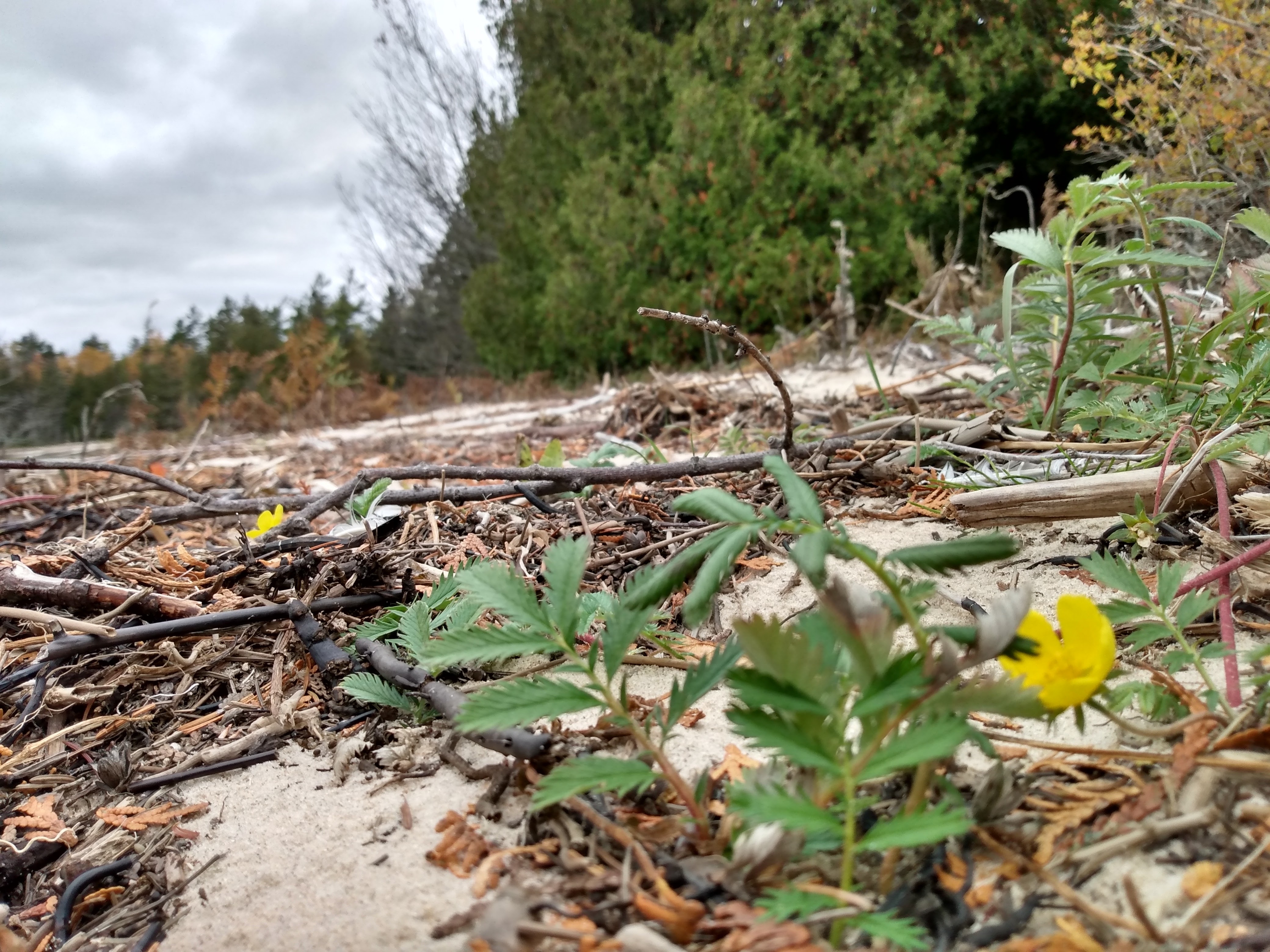 state natural area poems #19: bailey’s harbor boreal forest and ...
