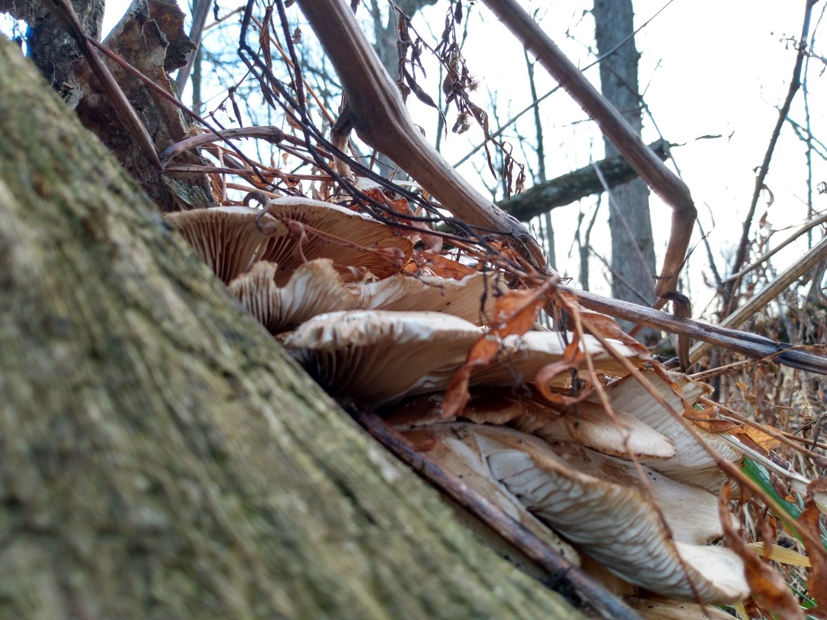 state natural area poems #47: avon bottoms | Jacob Riyeff