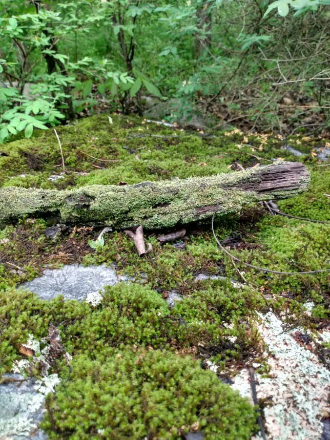 sna poems #80: waterloo quartzite outcrops | Jacob Riyeff