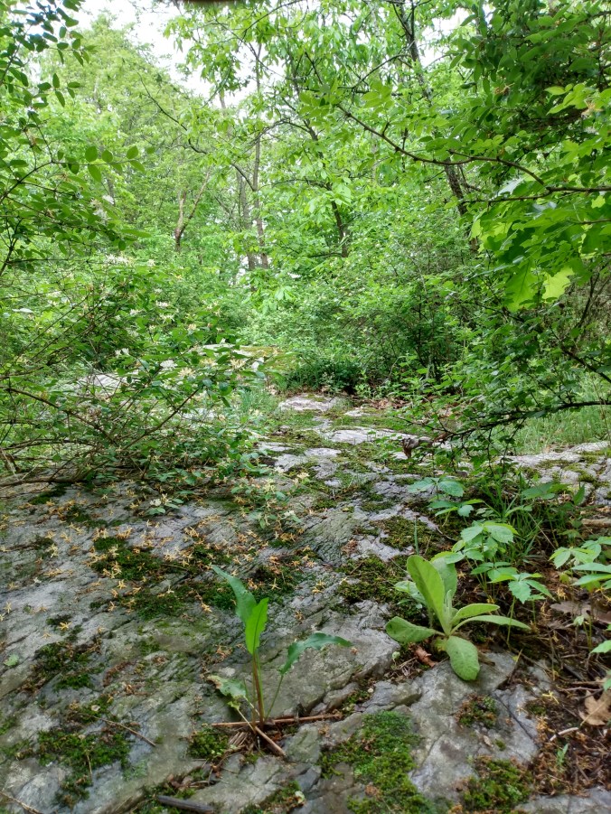 sna poems #80: waterloo quartzite outcrops | Jacob Riyeff