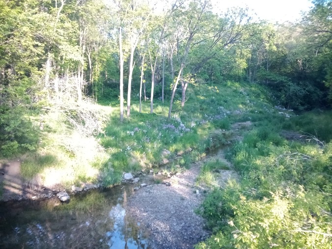 sna poems, series supplementum #43: spring brook wood | Jacob Riyeff